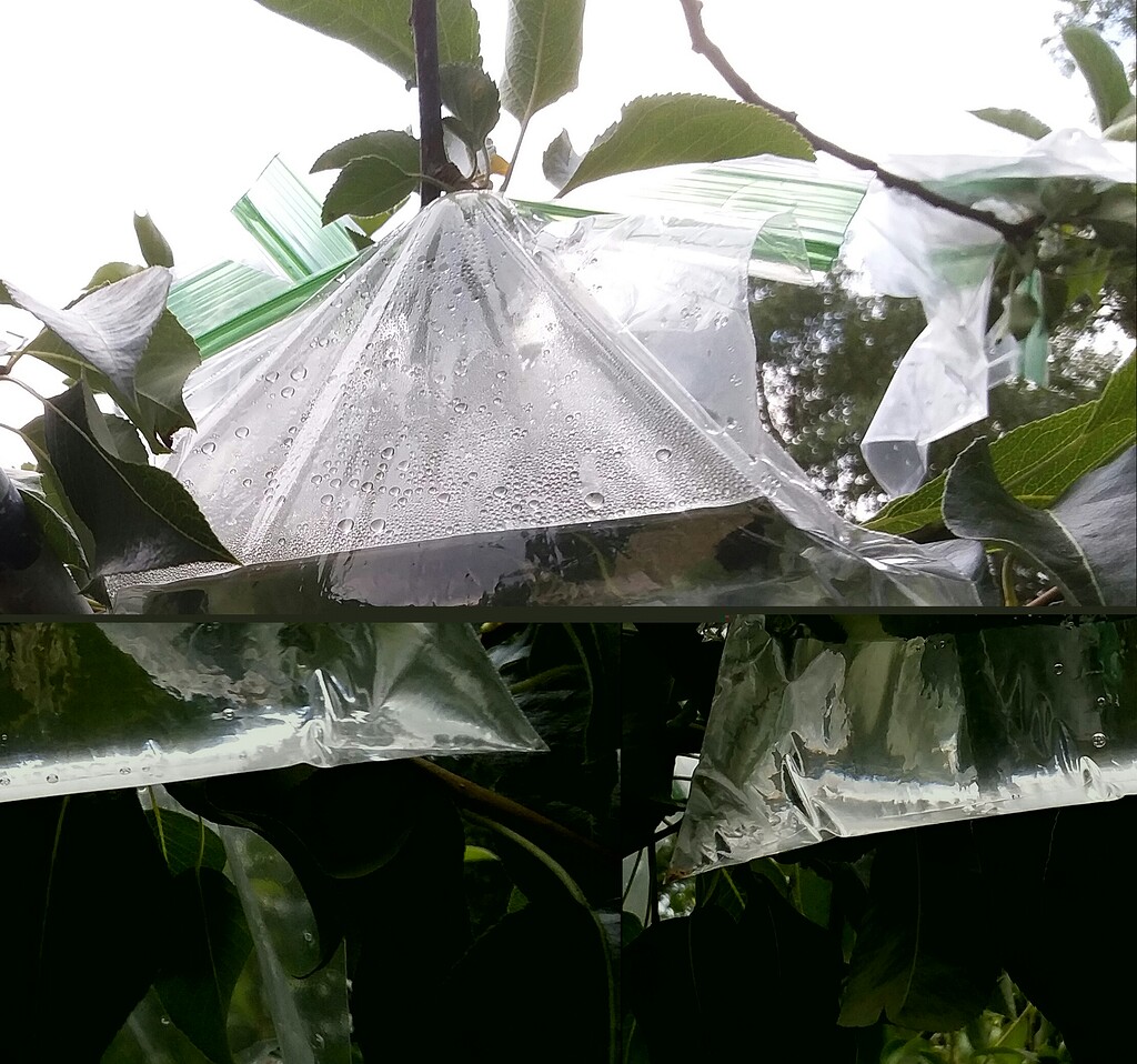 Bagging 101 - Pictures! - Growing Fruit