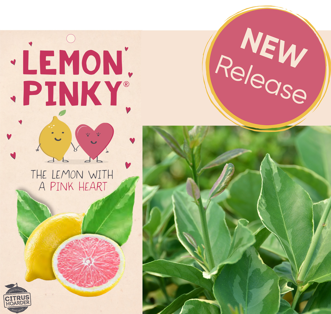 Pink Lemons, just how pink are they? - General Fruit Growing - Growing ...