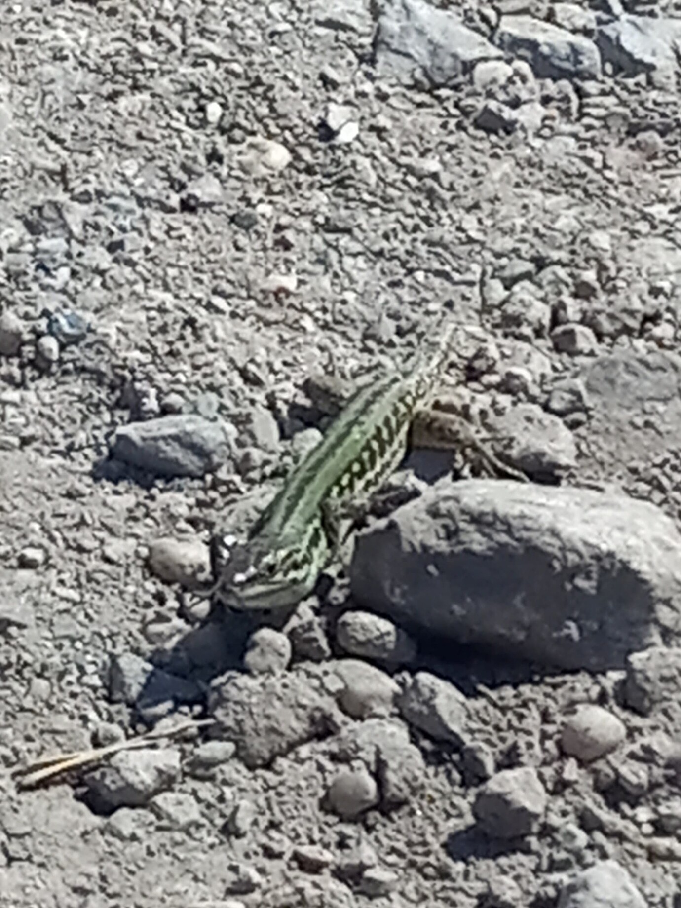 Lizards in New York - Pictures! - Growing Fruit
