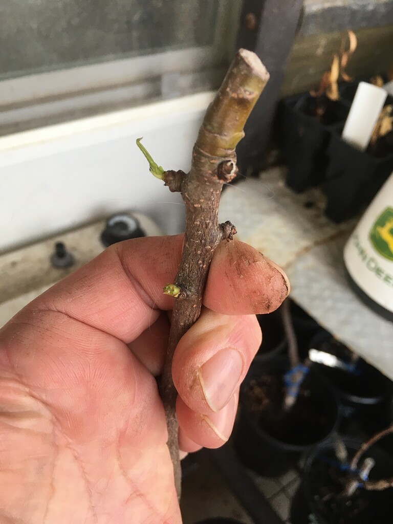 Propagation of pear roots by cuttings - General Fruit Growing - Growing ...