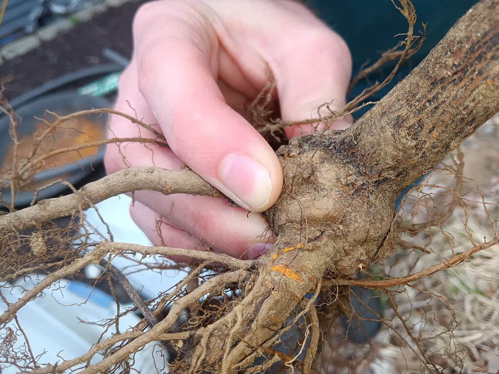 Crown gall on young peach/nectarine tree - General Fruit Growing ...