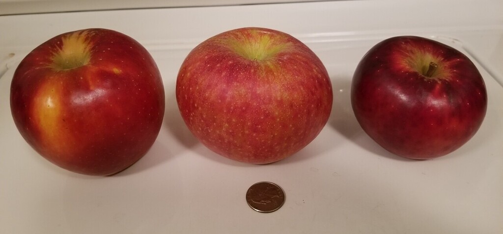 Nice Fruit from VVA - General Fruit Growing - Growing Fruit