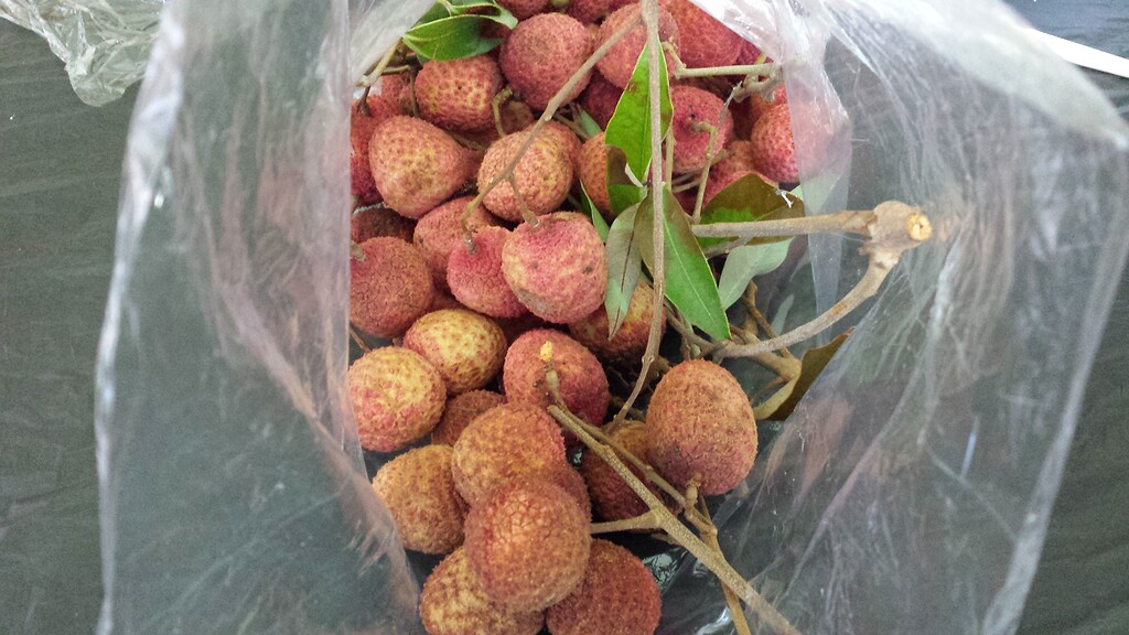 Fresh Lychee - General Fruit Growing - Growing Fruit