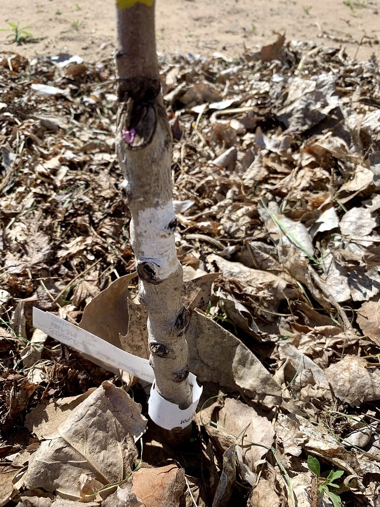 Suggestions with grafting pluot onto a nectarine root stock - General ...