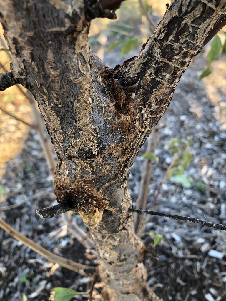 Plum Tree Issues - General Fruit Growing - Growing Fruit