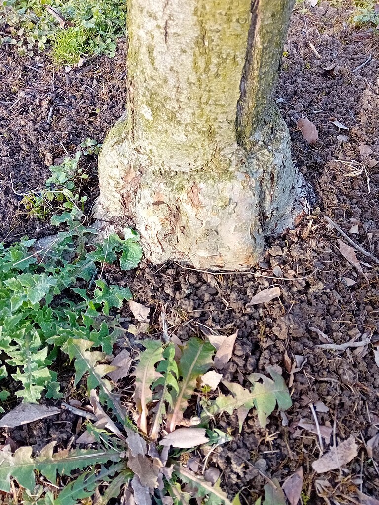 What caused the bulging in my apple tree? - General Fruit Growing ...