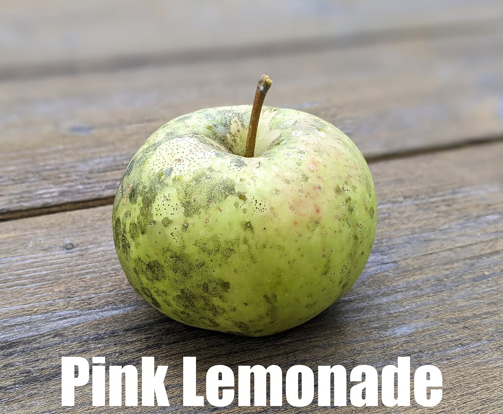 Skillcult varieties: Share your firsthand experiences - Page 6 ...