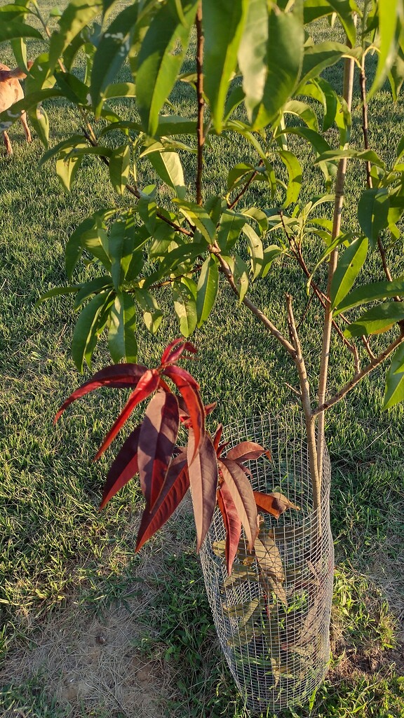 Red-leaved Peach Rootstocks - General Fruit Growing - Growing Fruit