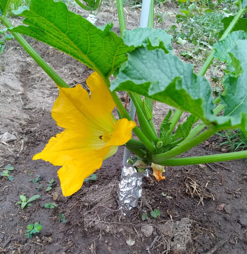 Looks like any squash pollen will do - General Gardening - Growing Fruit