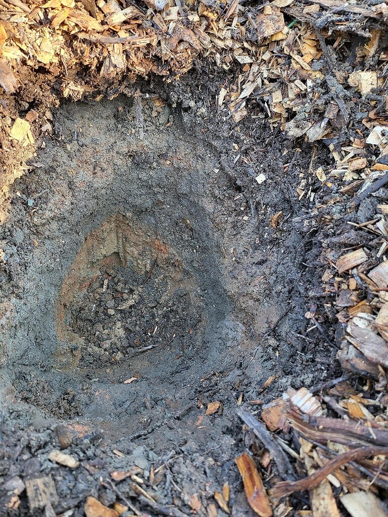 Starting a 1/4 acre 90 trees paw paw orchard IN 2024 near Charlotte, NC ...