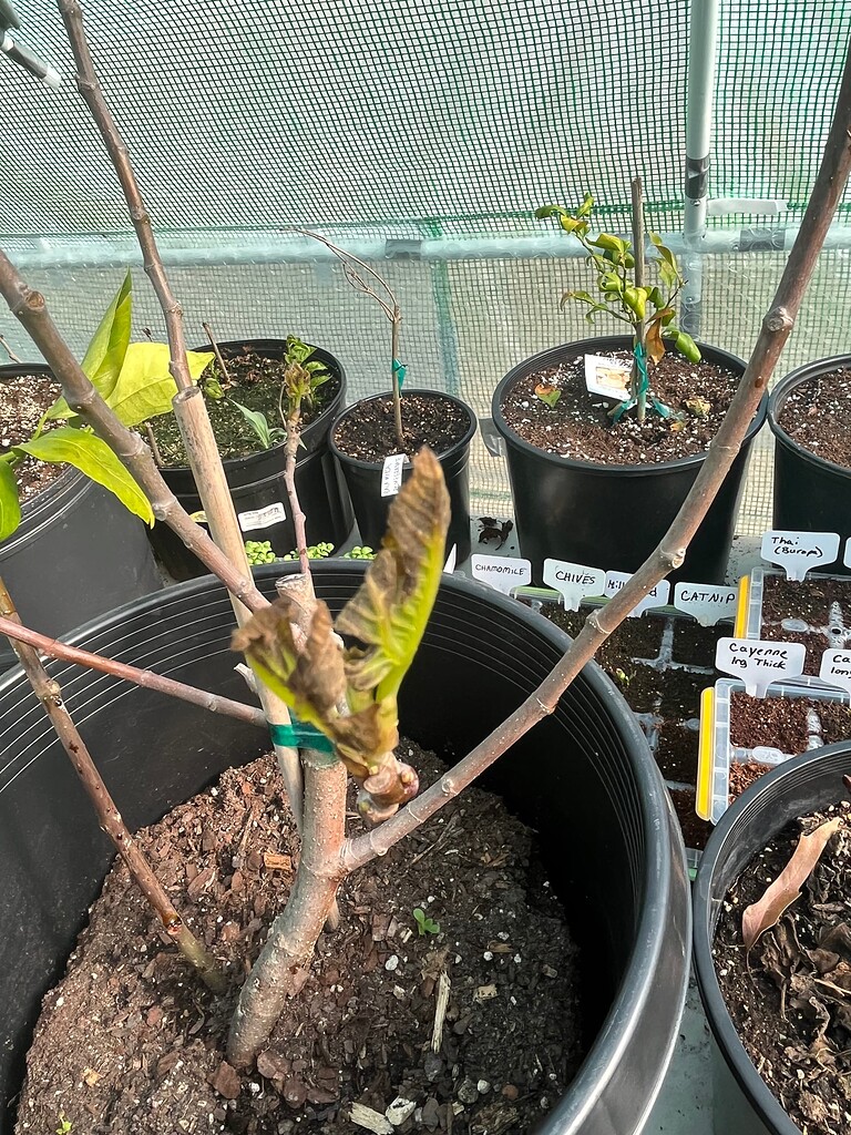 Fig problem! - General Fruit Growing - Growing Fruit