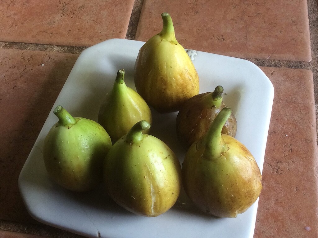 "Fat Girl" fig - General Fruit Growing - Growing Fruit