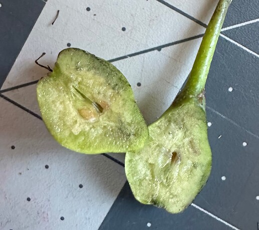 Special Pear Concerns - General Fruit Growing - Growing Fruit