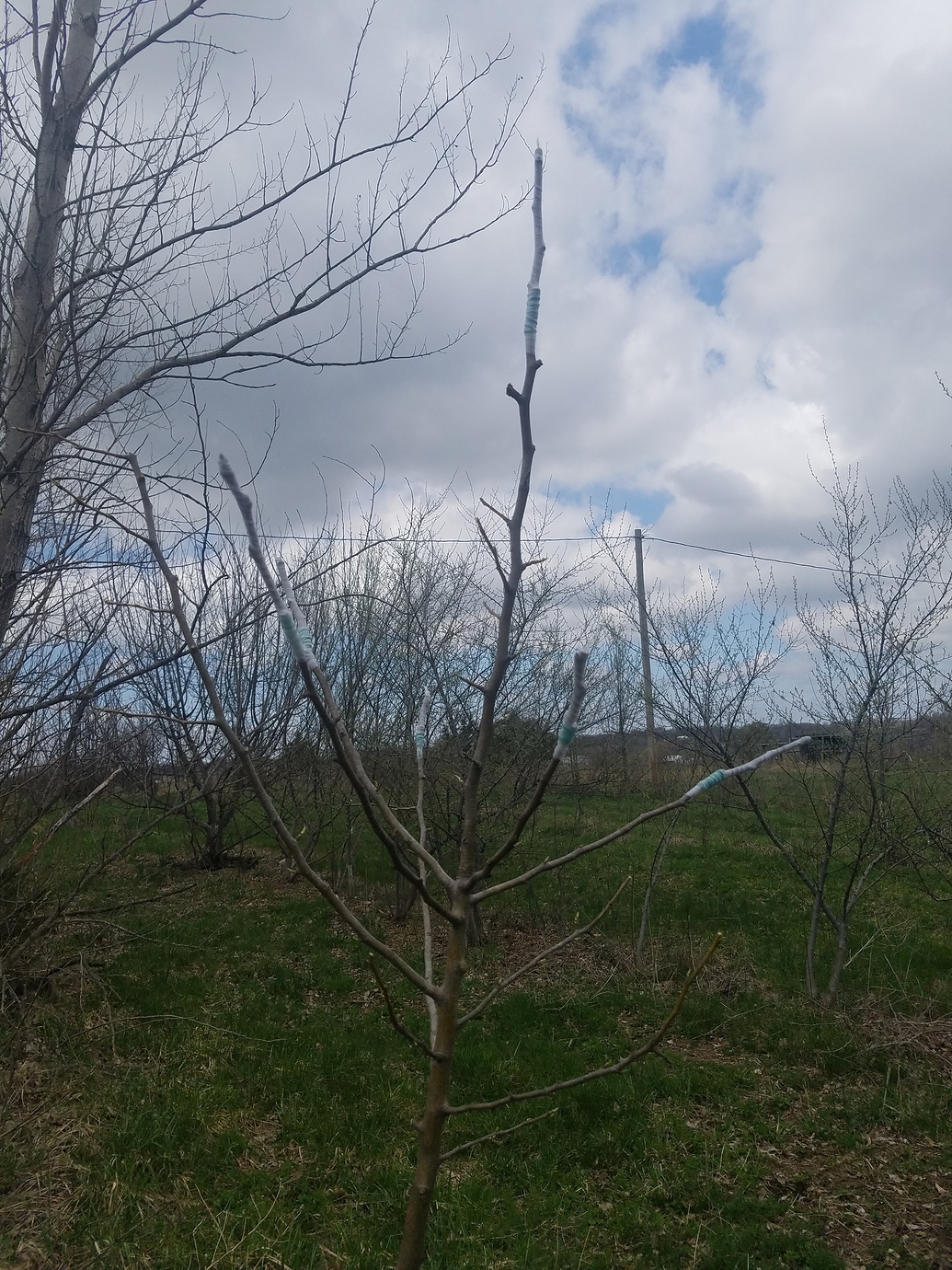 Joey's red flesh pear -Top worked a harrow delight - General Fruit ...