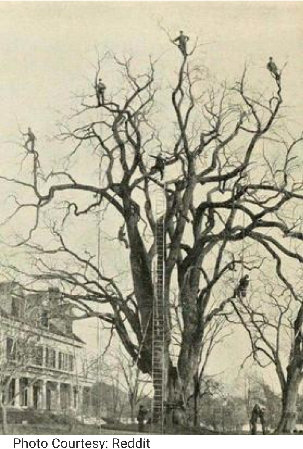 What's the real story on ancient pears - General Fruit Growing ...