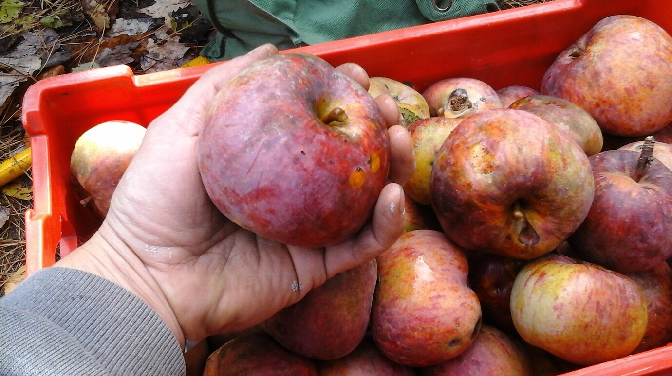 Blue Pearmain apple - General Fruit Growing - Growing Fruit