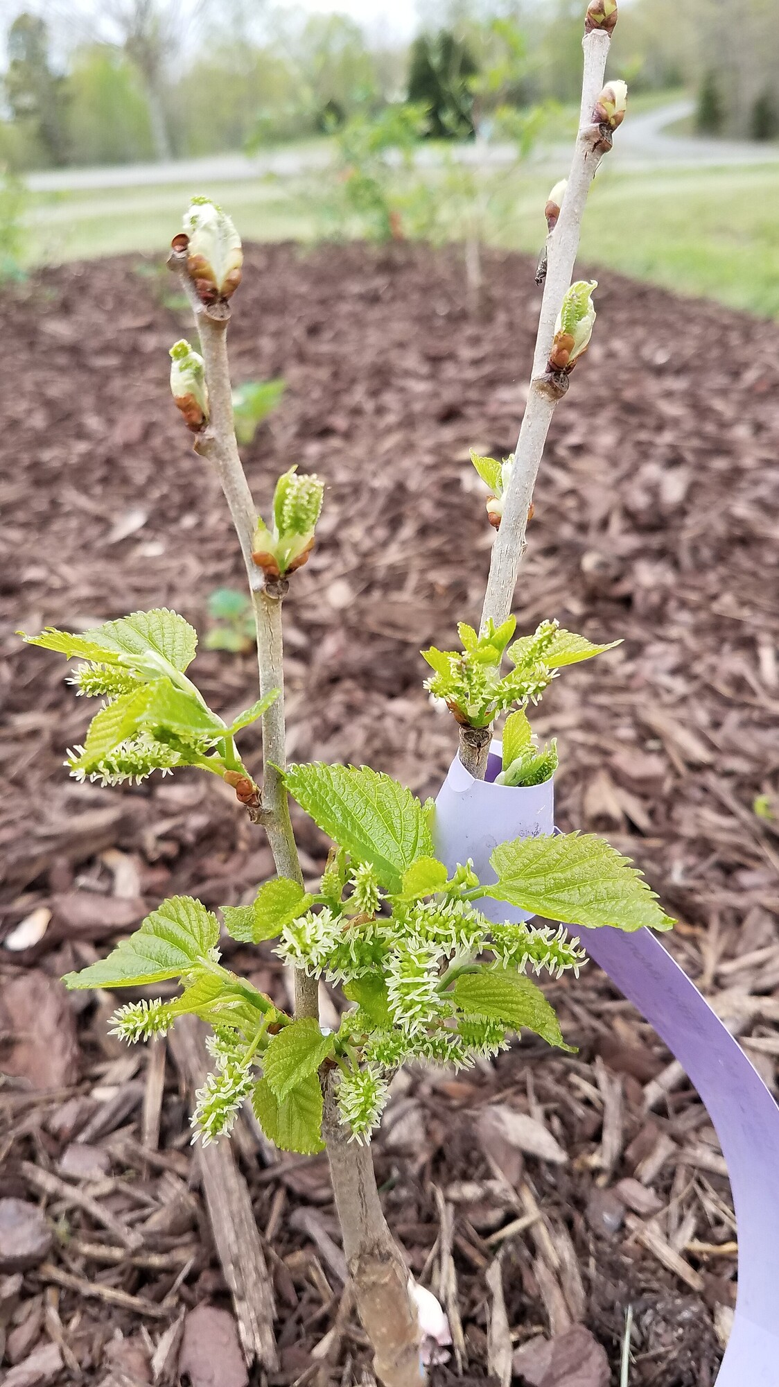 Why grow a grafted mulberry? - Page 2 - General Fruit Growing - Growing ...