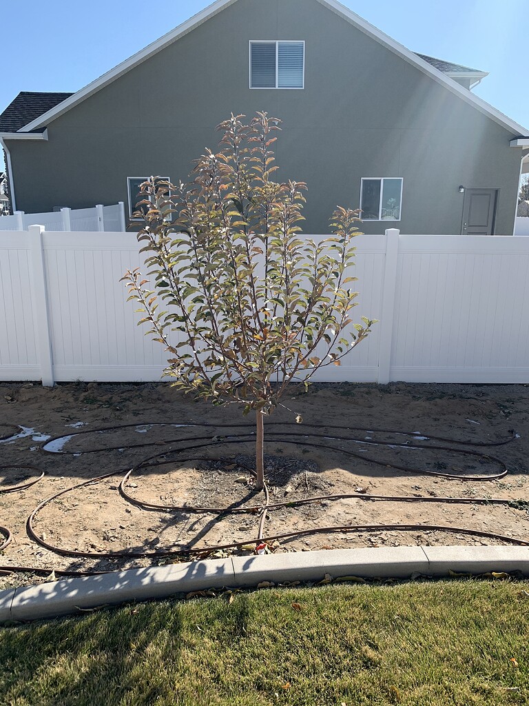 Help with drip line and fruit trees - General Fruit Growing - Growing Fruit
