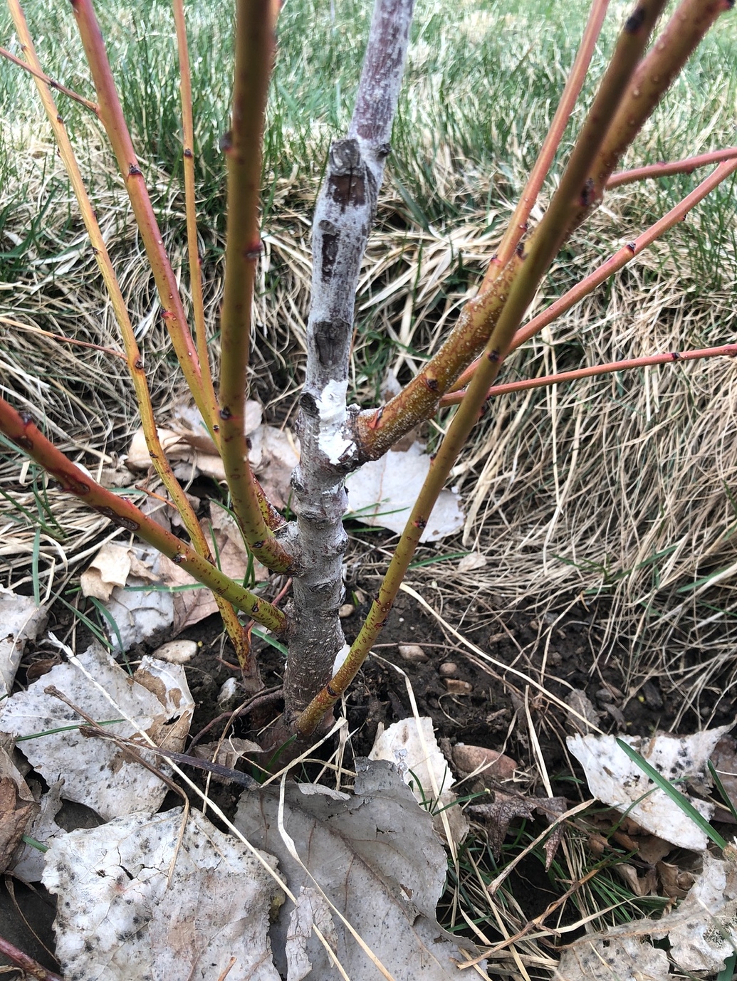 Are all the new branches on these two peach trees below the graft ...