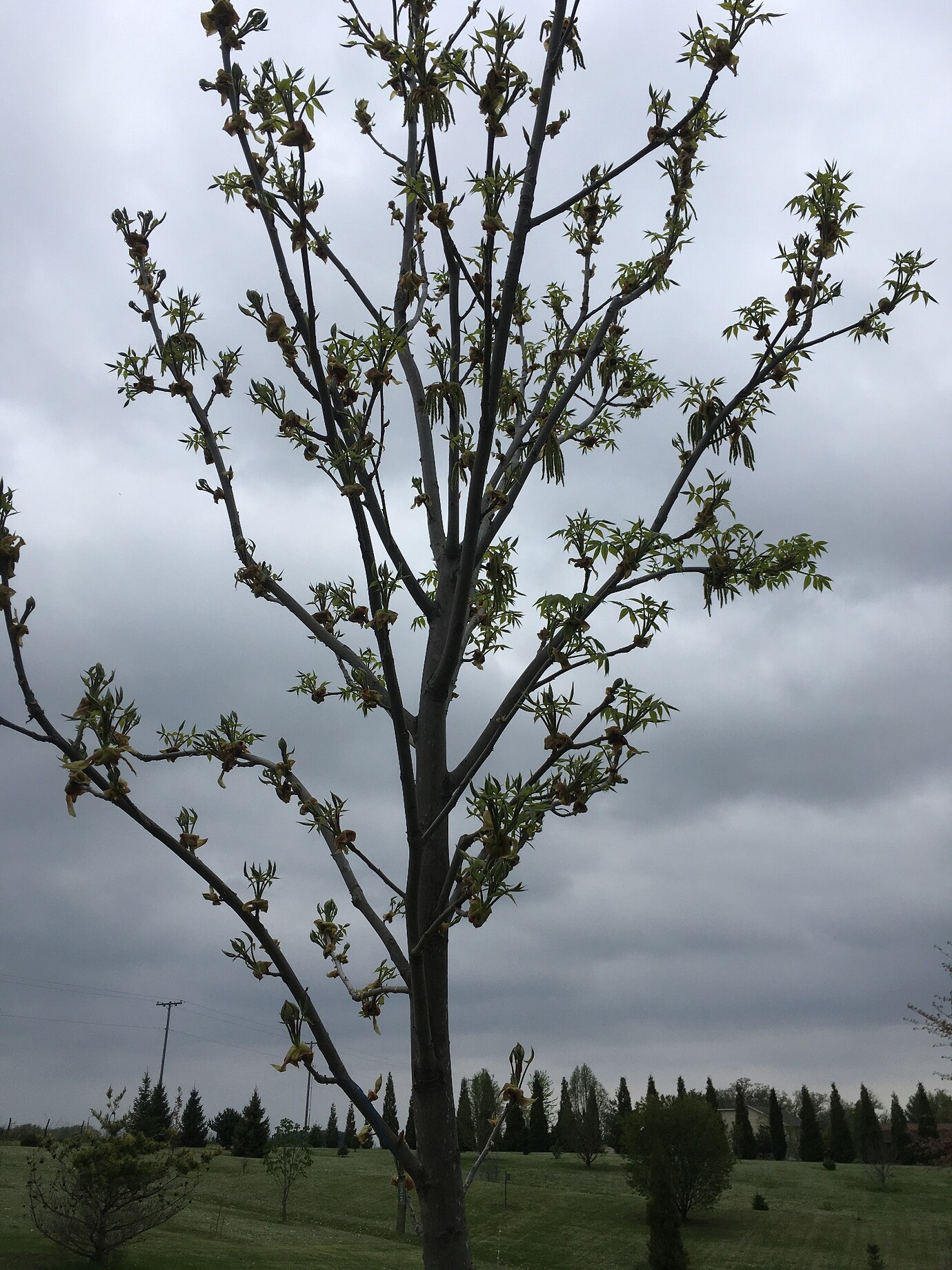 Hickory & Hican Pollination: Protandrous (type 1) / Protogynous (type 2 ...