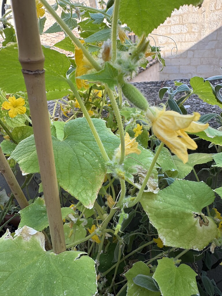Cornichons are coming in! - General Gardening - Growing Fruit