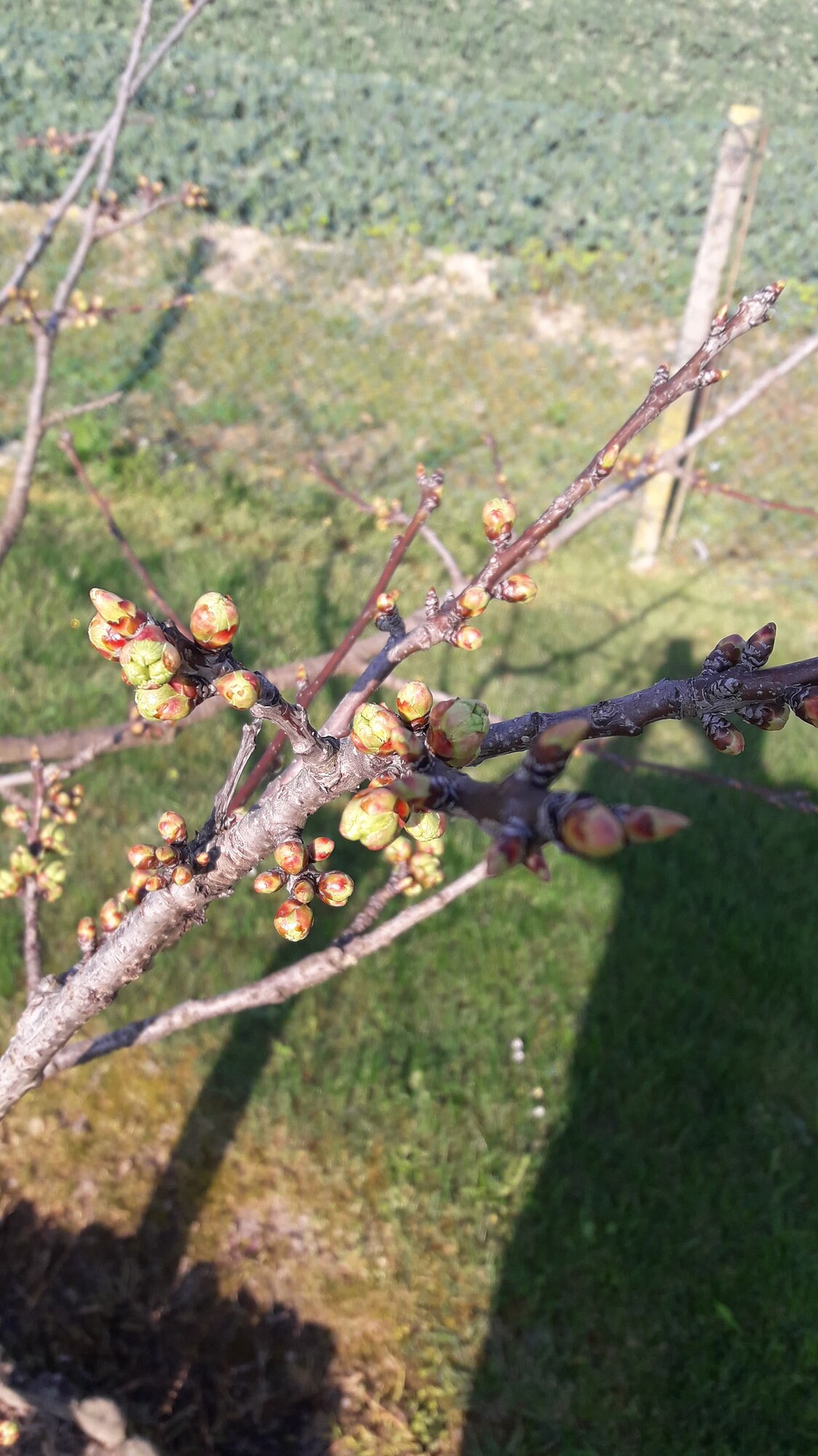 What do fruiting spurs look like on different types of trees? - General ...