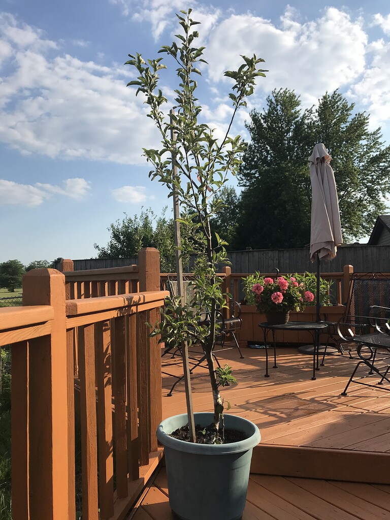 Miracle Tree—inarching - General Fruit Growing - Growing Fruit