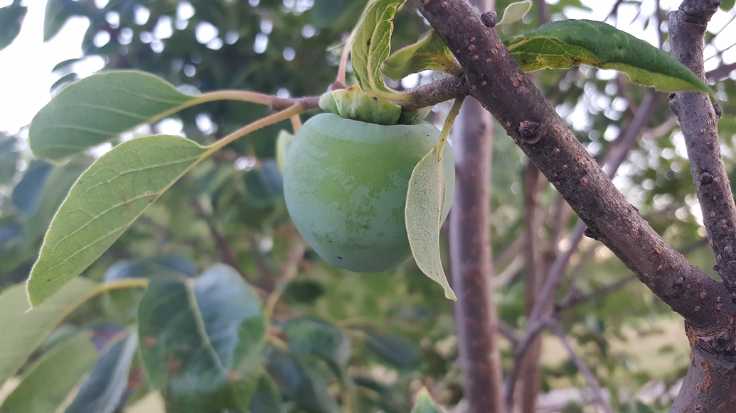 Prok and Yates American persimmons - General Fruit Growing - Growing Fruit