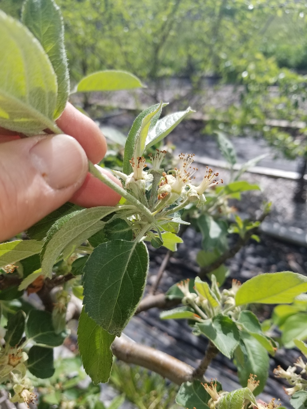Vegetative growth coming from middle of fruit cluster - What to do ...