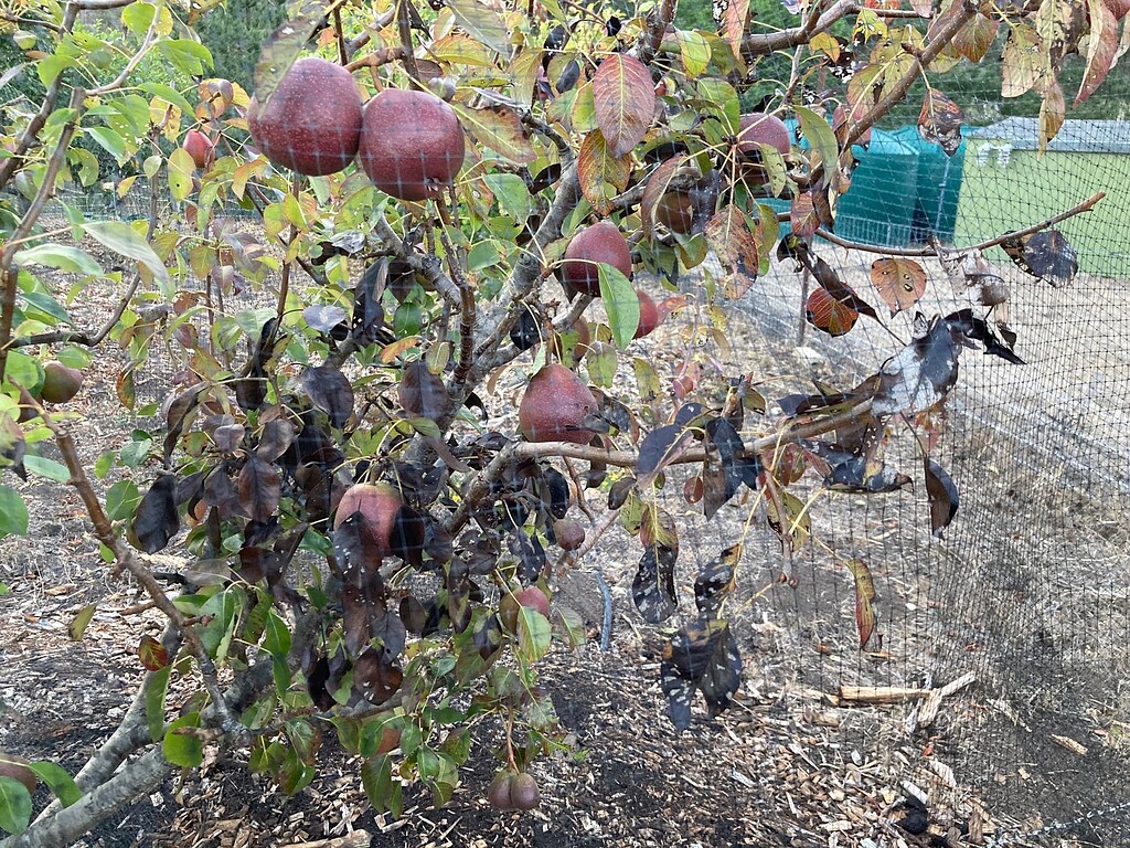 What disease is ailing my pear tree? - General Fruit Growing - Growing ...