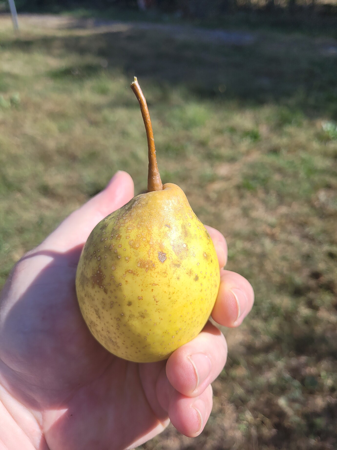 Ya Li aka yali pear - General Fruit Growing - Growing Fruit