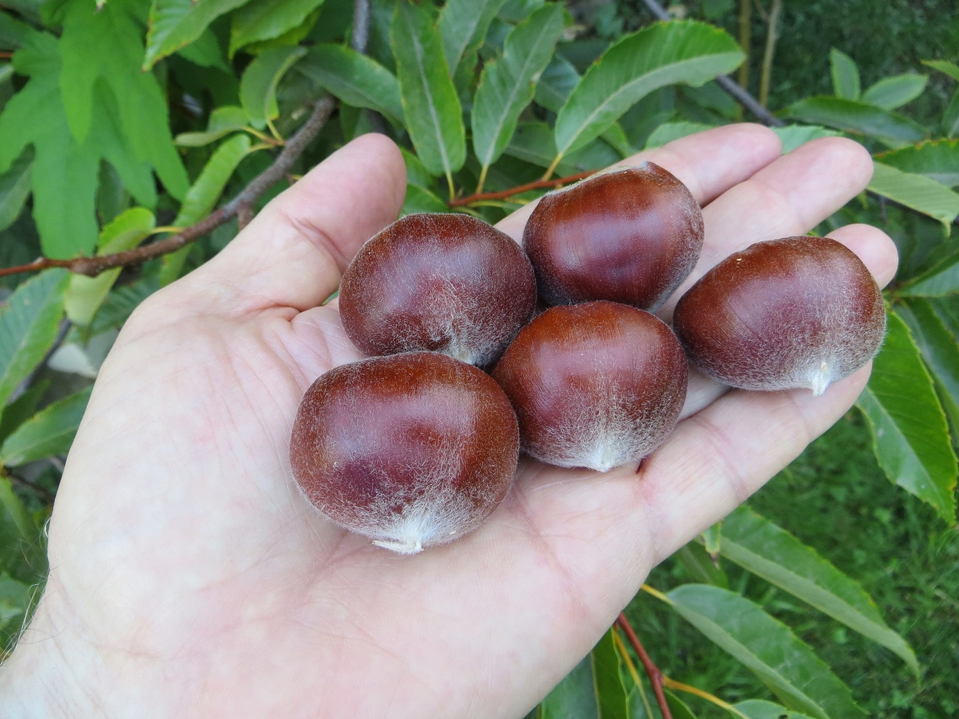 Dunstan chestnuts - General Fruit Growing - Growing Fruit