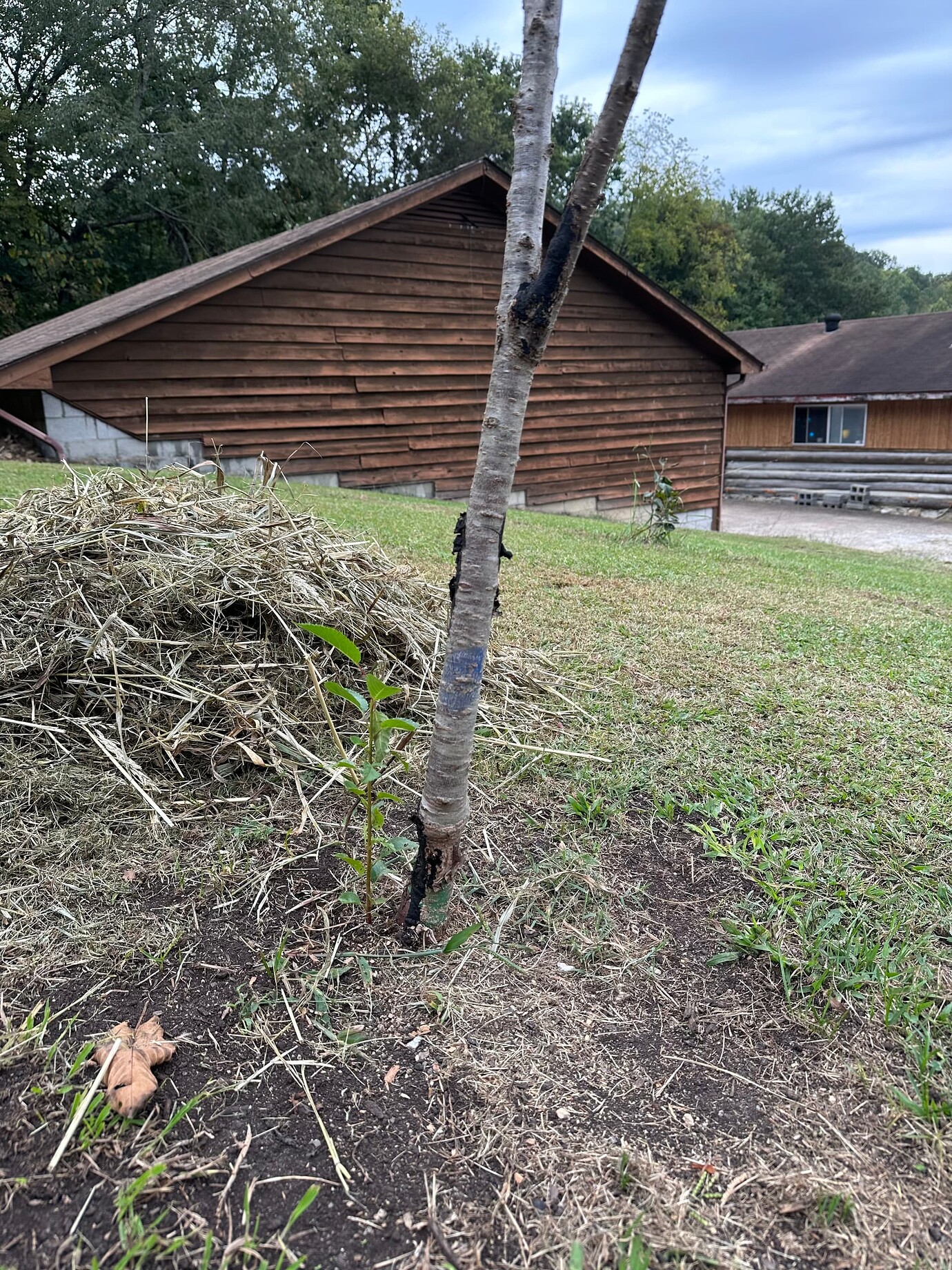 Lapins Cherry Tree - General Fruit Growing - Growing Fruit