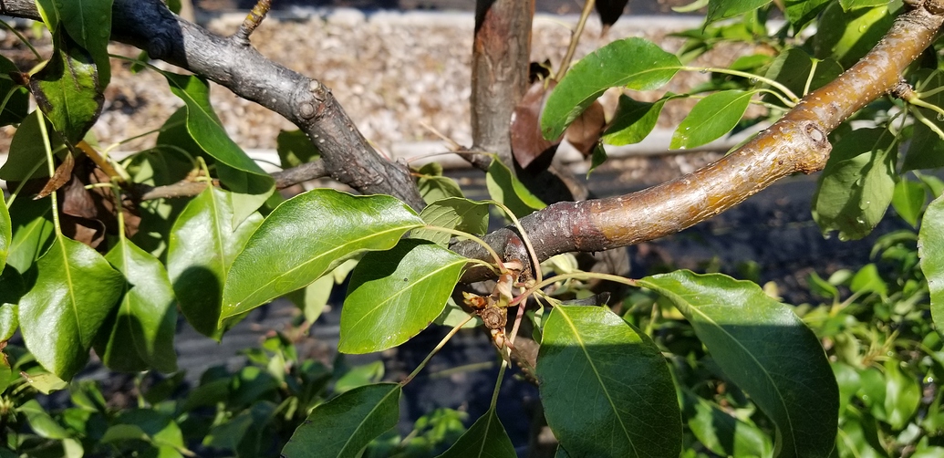 Fireblight -conference pear? - General Fruit Growing - Growing Fruit