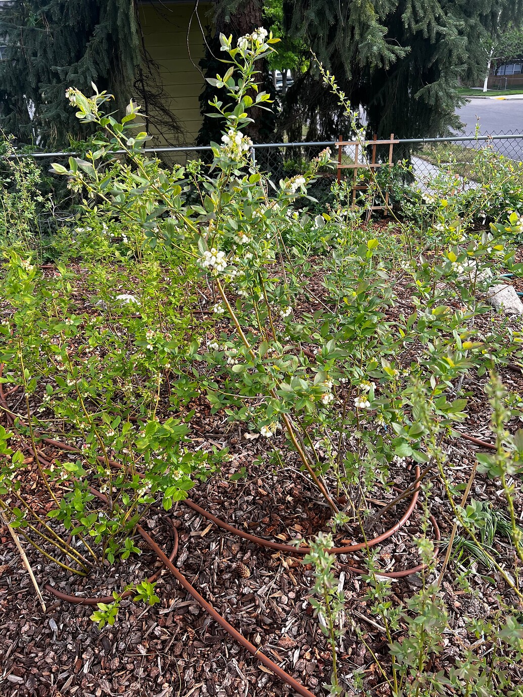 Blueberry pH maintenance - General Fruit Growing - Growing Fruit