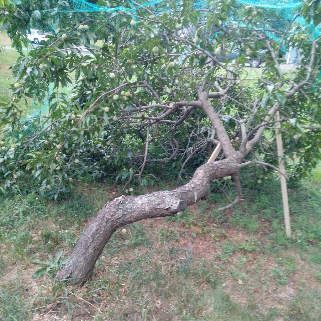 Fallen peach tree 😔 - General Fruit Growing - Growing Fruit