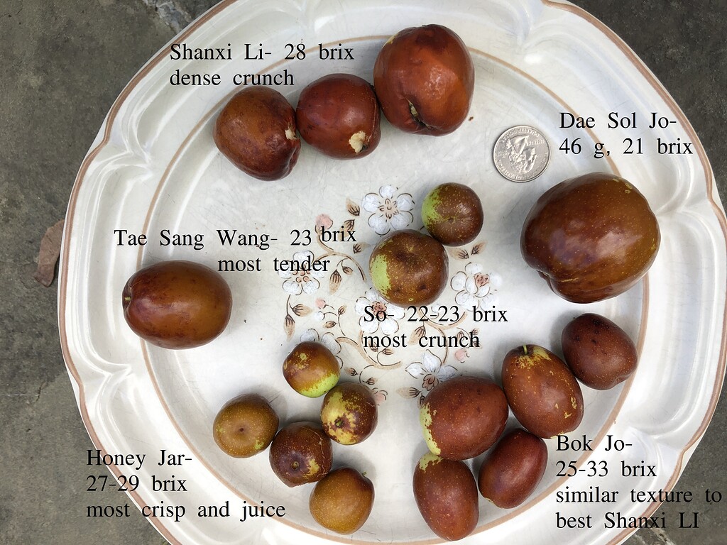 Jujube 2021 - General Fruit Growing - Growing Fruit