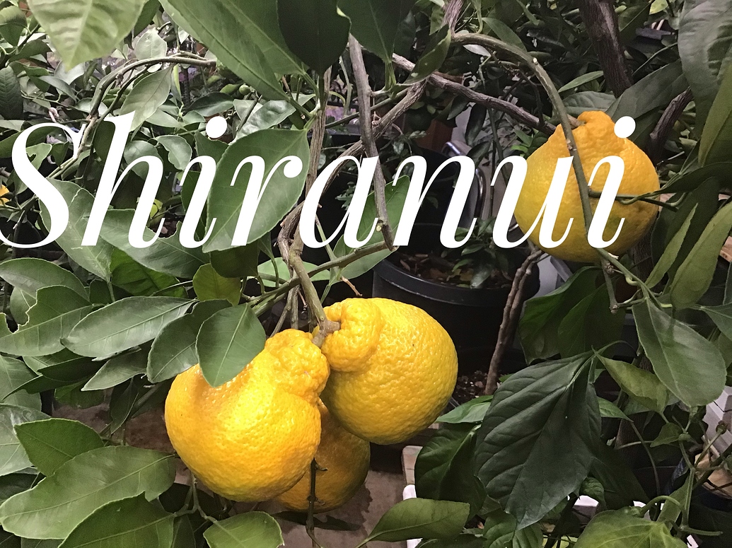 Shiranui/Dekopon aka Sumo Mandarin - General Fruit Growing - Growing Fruit