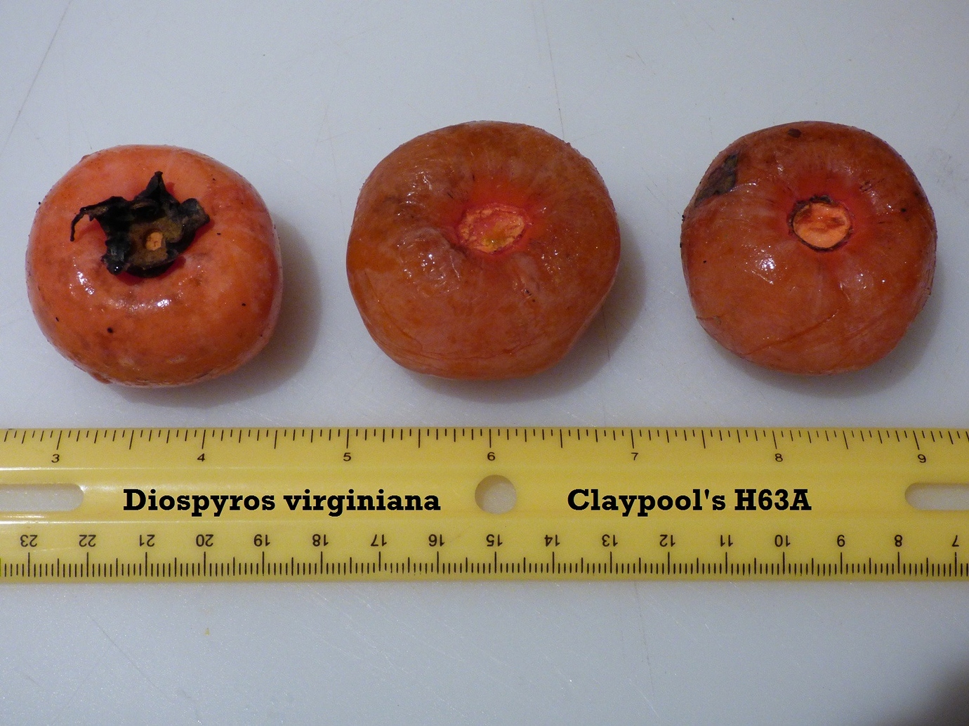 American Persimmon Flavor? - General Fruit Growing - Growing Fruit