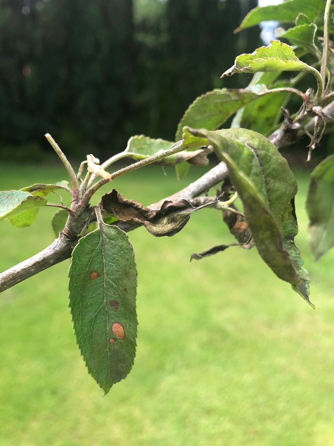 Apple Tree Disease - General Fruit Growing - Growing Fruit