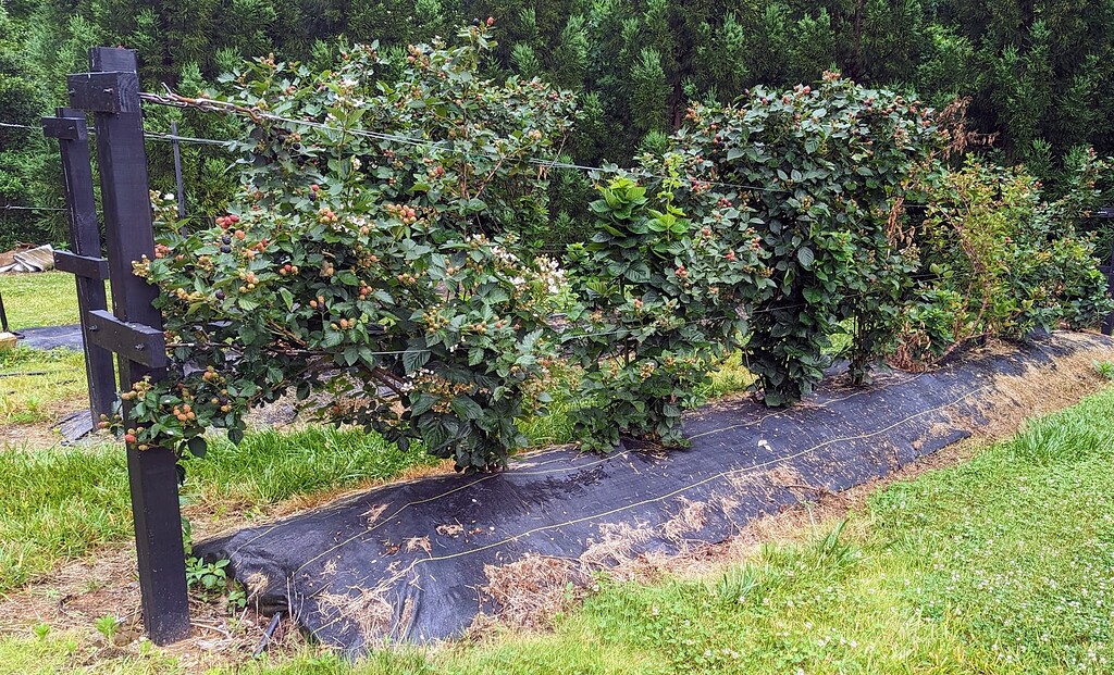 Growing blackberries, the soil really makes a difference - General Fruit Growing - Growing Fruit