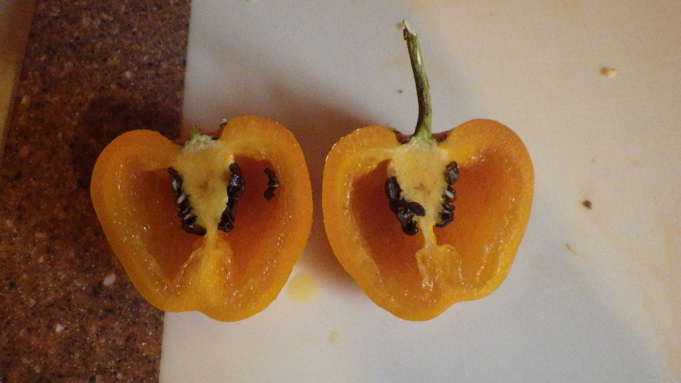 Manzano peppers? - General Gardening - Growing Fruit