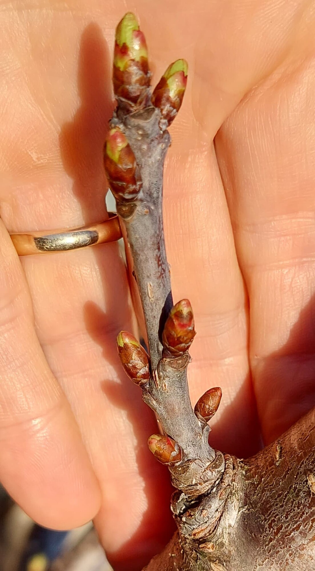 What do fruiting spurs look like on different types of trees? - General ...