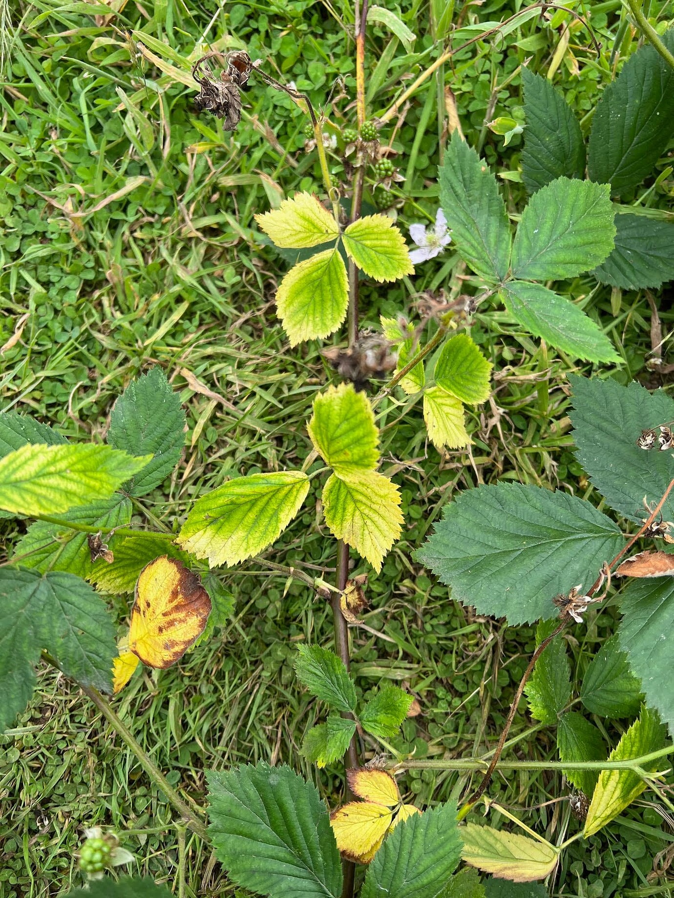 Raspberry / Rubus Virus RBDV - General Fruit Growing - Growing Fruit