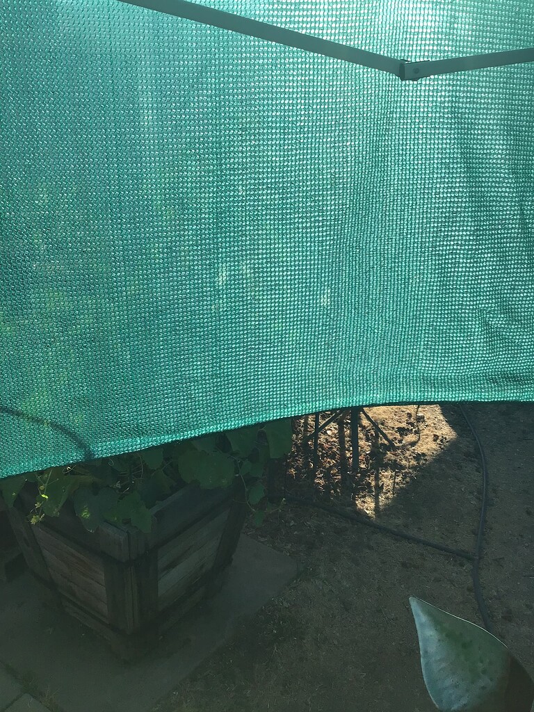 Inexpensive Shade Cloth - General Gardening - Growing Fruit
