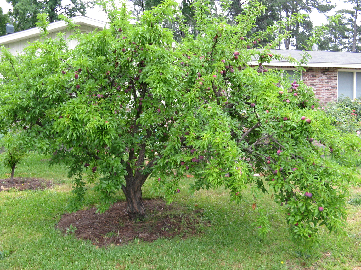 AU Rubrum Plum - Pictures! - Growing Fruit