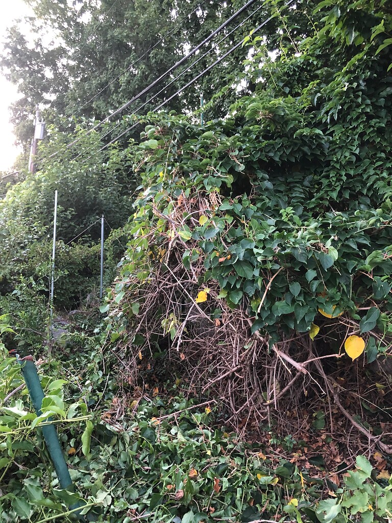 Hacking back rampant hardy kiwi - General Fruit Growing - Growing Fruit