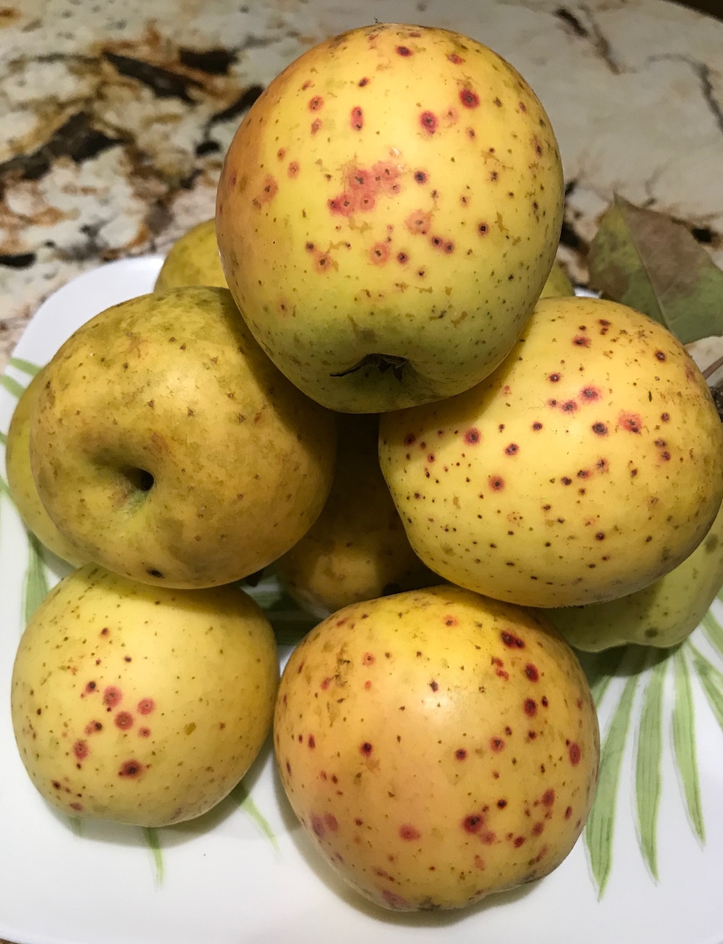San Jose Scale on apples? - General Fruit Growing - Growing Fruit