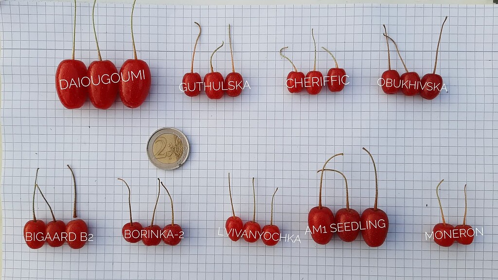 Goumi, Elaeagnus multiflora, Cultivar Trialing - Page 4 - General Fruit ...
