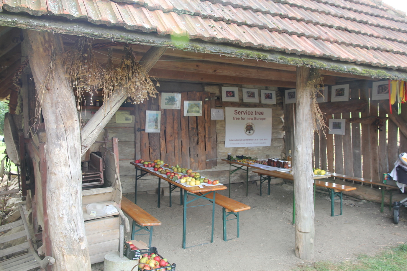 True service tree (Sorbus Domestica) - Pictures! - Growing Fruit